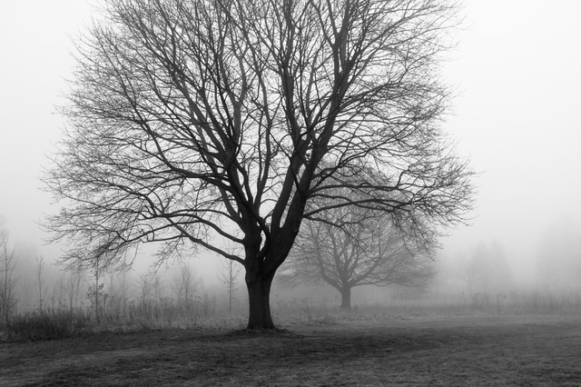 London fog in a park: leafless tree silhouettes in a quiet dawn landscape