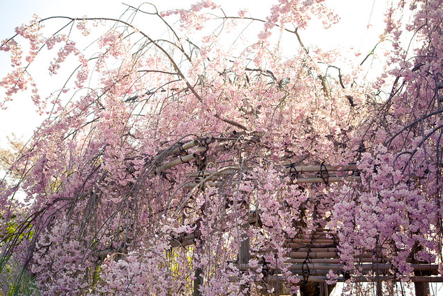 Cherry Blossoms at Kiyomizu-dera